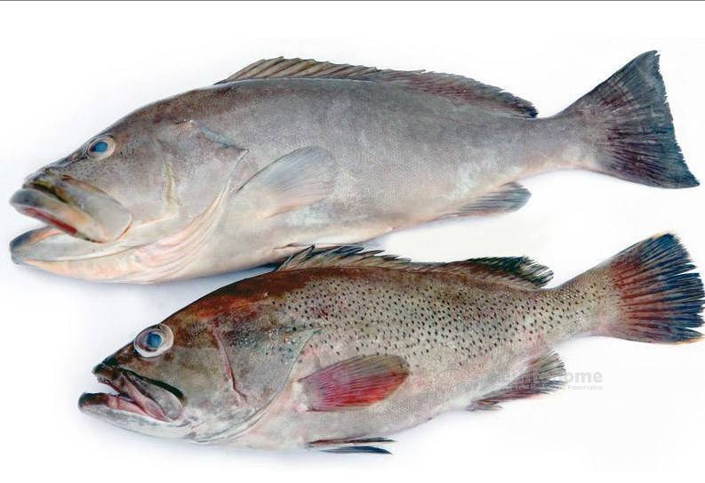 Grouper / Reef Cod / Kalava is now ₹331.20 /Kg Archives - Freshtohome.com