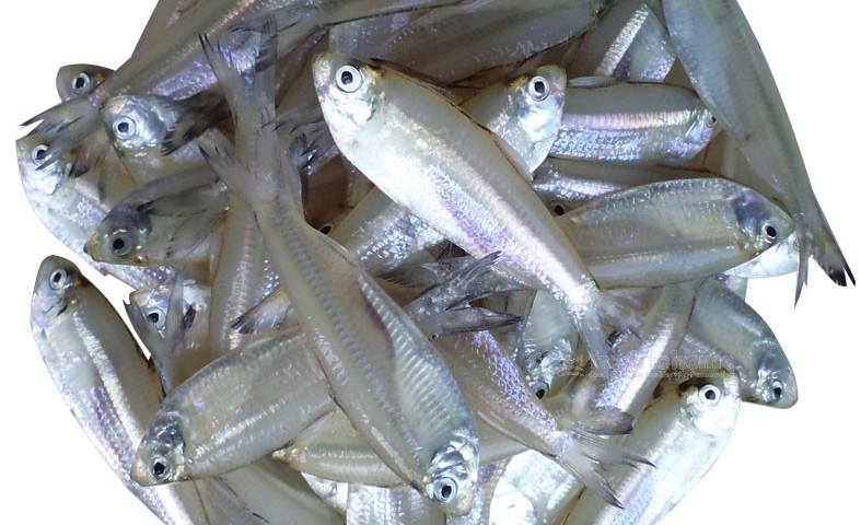 Freshtohome.com - White Sardine / Veloori