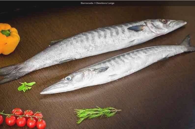 Barracuda / Cheelavu (Large) - Freshtohome.com