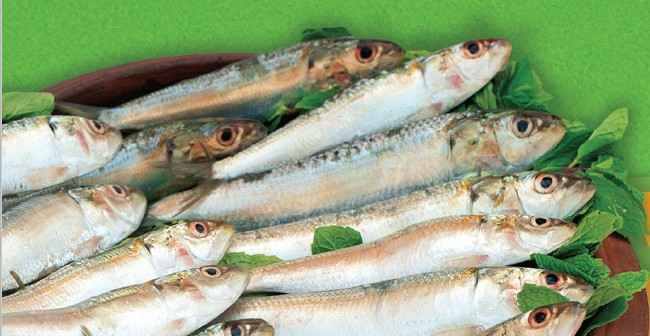 Special Kerala Sardine / Mathi - Freshtohome Blog